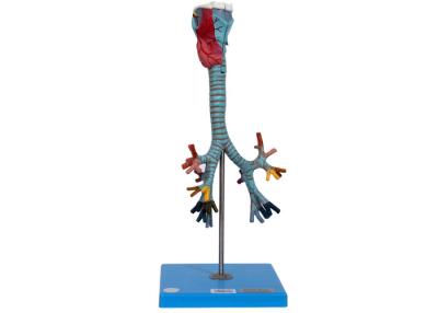 Cina Laringe umana di anatomia, trachea e modello bronchiale For Training dell'albero in vendita