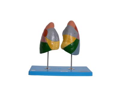 Cina Dieci Lung Segments Human Anatomy Model per addestramento del collega in vendita