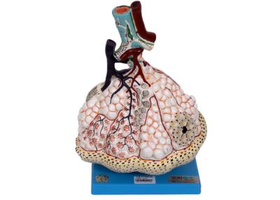 Cina Modello umano With Magnified Lobule di istruzione di anatomia ed alveolo in vendita