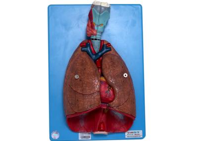 Cina Modello For Training di Lung Blood Vessels Human Anatomy del cuore della laringe in vendita