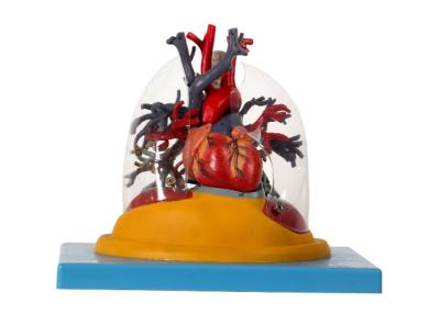Cina Lung Human Anatomy Model Trachea trasparente ed albero bronchiale con cuore in vendita