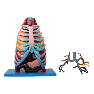 Cina PVC del modello di anatomia della cavità toracica di 43*25*20cm con 17 parti per addestramento della facoltà di medicina in vendita