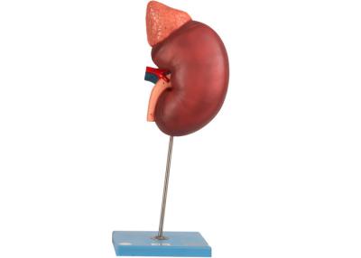 Cina Rene e modello Contains di anatomia di Paranephyros 12 parti per addestramento in vendita