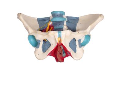 Cina Addestramento pelvico femminile delle facoltà di medicina di With Ligaments For del modello in vendita