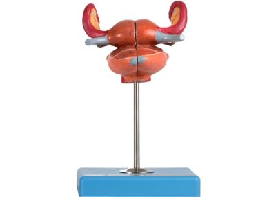 Cina Modello anatomico With Bladder Uterus Vaginal Ureter And Ovary dell'utero in vendita