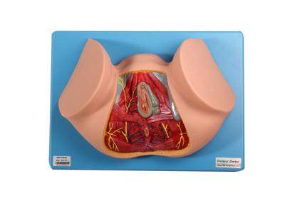 Cina Modello anatomico For Medical Training del perineo maschio di 12 posizioni in vendita