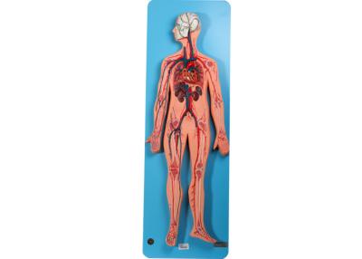 Cina Vena di Include Arteries And del modello di anatomia dell'apparato circolatorio per addestramento in vendita