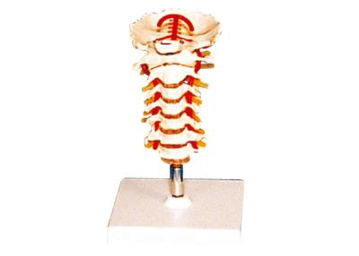 Cina Vertebra vertebrale con il modello umano di anatomia dello stander per la scuola infermieri in vendita