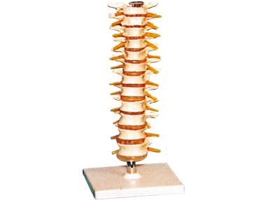 Cina Vertebra toracica con il modello umano di anatomia dello stander per la scuola infermieri in vendita