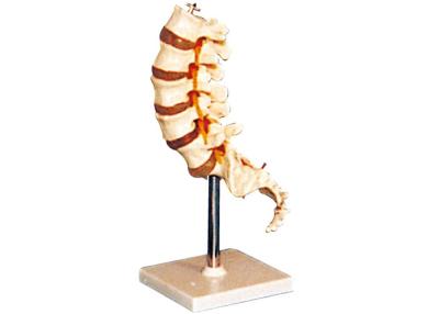 Cina Vertebra lombare riparata sul modello umano di anatomia della base di appoggio per addestramento dell'istituto universitario in vendita