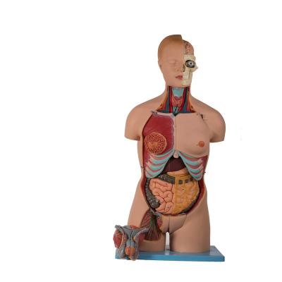 Cina 20 parti del torso di modello anatomico umano With Head Open del PVC in vendita