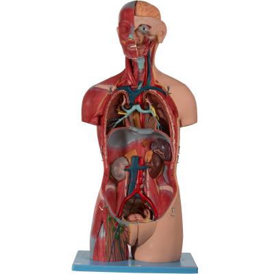 Cina Modello umano With Inner Structures di anatomia del torso asessuale di colore della pelle in vendita