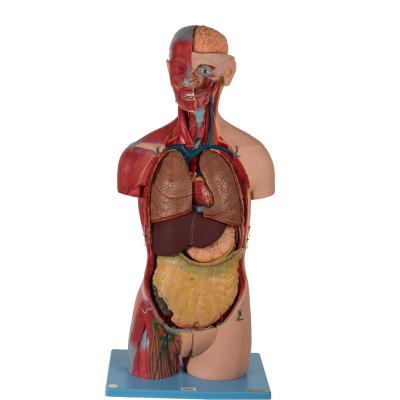 Cina 20 parti di modello anatomico With Inner Organs del torso asessuale in vendita