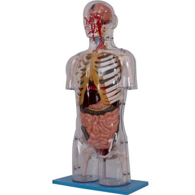 Cina Torso trasparente degli organi interni del PVC per addestramento dell'istituto universitario in vendita