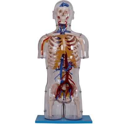 Cina Strutture vascolari di With Neural And del torso del modello umano trasparente di anatomia in vendita