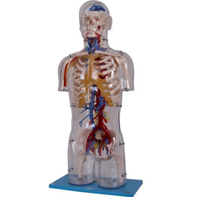 Cina Istituto universitario che prepara il modello umano Environmental Friendly di anatomia del PVC in vendita
