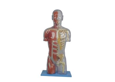 Cina Mezzo colore umano trasparente di School Training Skin del modello di anatomia del PVC in vendita