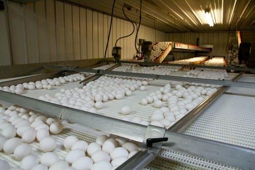 Side Flexing Conveyor Belting Flush Grid Modular Belt