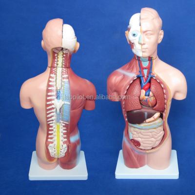 중국 42CM 성별 없는 몸통 모델, 내부 기관 18개 부분 및 자세한 몸통 해부학적 모델 판매용