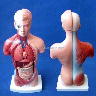중국 15 부위 해부학적 몸통 모델 인체 구조 를 이해 하는 데 필수적 판매용