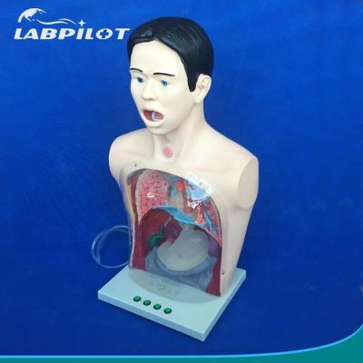 China Transparante gastric lavage model neusvoederbuis simulator voor verpleegkundige opleiding Te koop