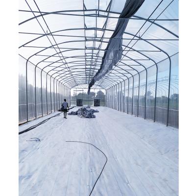 China Umbrella Structure Agricultural Greenhouse 8m Height Wide Span Greenhouse for sale