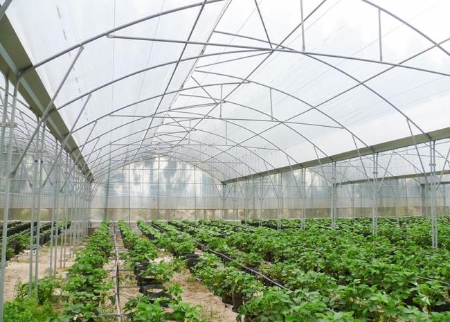 Multi-span greenhouse exterior view