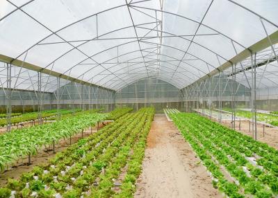 China Estufas agrícolas multiespan para tomate hidropónico e sistema de irrigação óptimo à venda