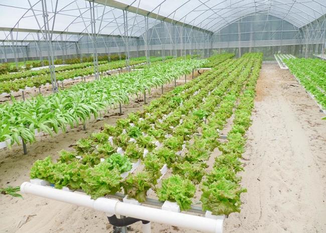 Greenhouse structural details