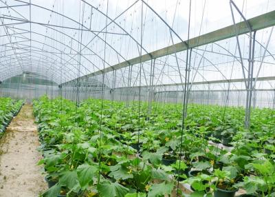 China Estufas agrícolas multiespan para tomate hidropónico e sistema de irrigação óptimo à venda