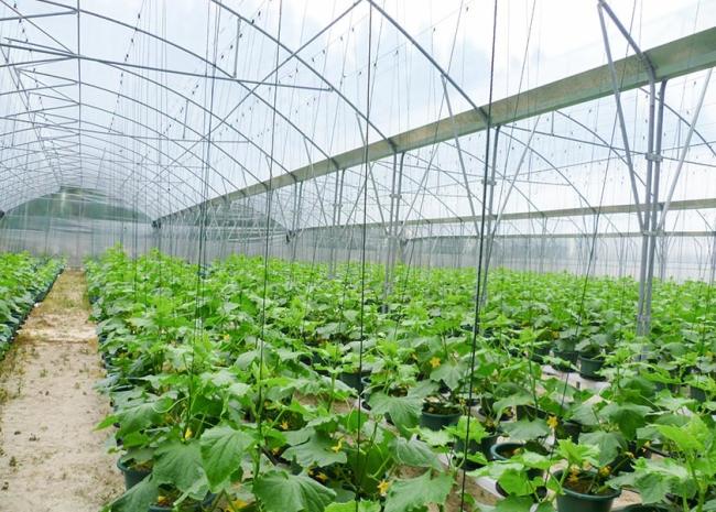 Greenhouse irrigation system close-up