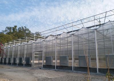 China Commercial Polycarbonate Greenhouse with 3--7 Meter Roof Height and Customized PC Sheet for sale