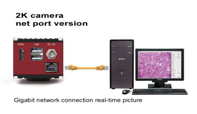 China HDMI 60FPS Microscope Digital Camera With Gigabit Network Interface for sale