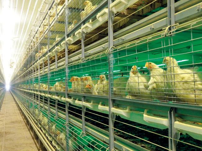 Poultry farm project installation 6
