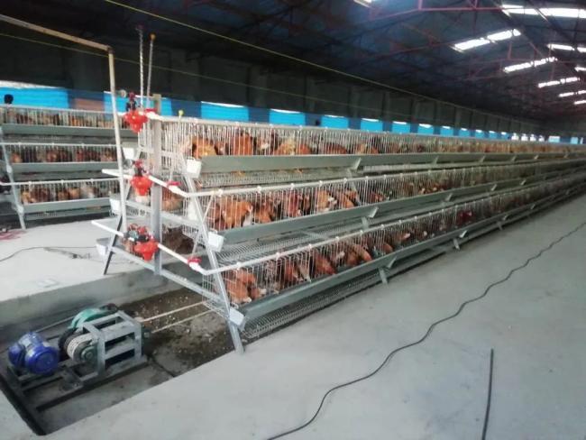 Multi-tier Poultry Cage Structure