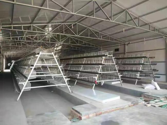 A Type Layer Cage System overview