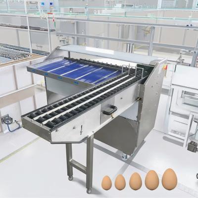 China Egg Sorter Egg Grading Machine Egg Grader Machine Production Line/Egg Weight Sorting Conveyor/5 Levels Industrial Stainless Steel Egg Grading Machine 5 Level Chicken Farm Egg Sorting Machine Egg Sort for sale