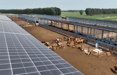 China Galvanized Steel Frame Cattle Shed With Automatic Livestock Feeding System And Optional Solar Panel for sale