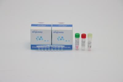 Cina Corredo della prova di PCR di HIV delle prove di PCR Kit Highly Sensitive 96 di tempo reale di punto di influenza B una di influenza A in vendita