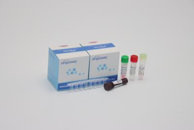 Cina Rilevazione diagnostica virale sinciziale respiratoria Kit Nasal Swab di PCR del corredo RSV di PCR di RT in vendita