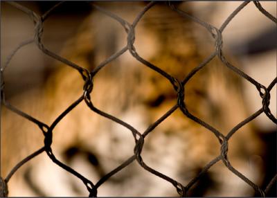 Cina Cavo metallico inanellato Mesh Netting AISI di 5.0mm 316 rete metallica di 25mm x di 25mm in vendita
