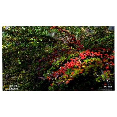 China LM238WF5-SSE5 Neuer LCD-Bildschirm für HP Pavilion 24-Df0014 zu verkaufen