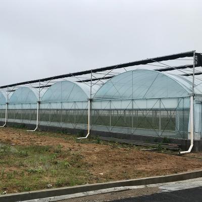 Cina Serre a temperatura regolabile per la coltivazione di piante su larga scala in vendita