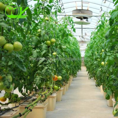 Cina Sistema di coltivazione idroponica per pomodori in secchio olandese facile montaggio ed efficienza in vendita