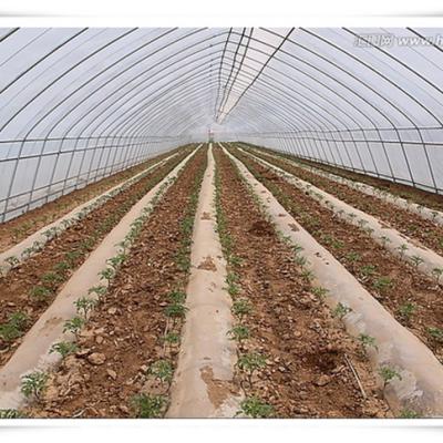 Cina 3m di altezza Poli galleria agricola serra colore trasparente altezza personalizzabile in vendita