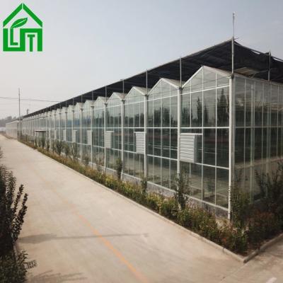 Cina Serra in vetro larghezza 8 m per la coltivazione di verdure struttura stabile e personalizzabile in vendita