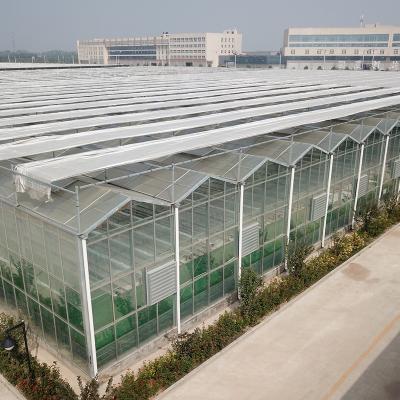 Cina Serra in vetro agricolo verde con 5 mm di copertura Larghezza 9,6m 10,8m 12m in vendita