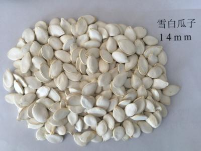 Cina I semi di zucca del seme di zucca della purezza di Biancaneve 99% inoltre hanno determinato effetto sulla gotta in vendita