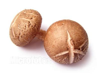 China Mushroom Extract: Shiitake Mushroom Extract, Lentinus edodes Extract, Shiitake polysaccharides, Shiitake extract, for sale