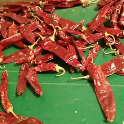 Chine Une seule herbe et une seule épice sur les poivrons séchés pour vos besoins commerciaux à vendre